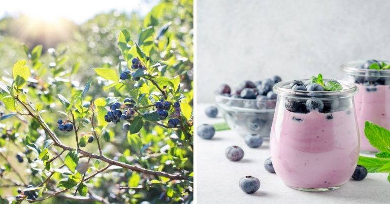 17 Blue Fruits You Absolutely Need to Know About